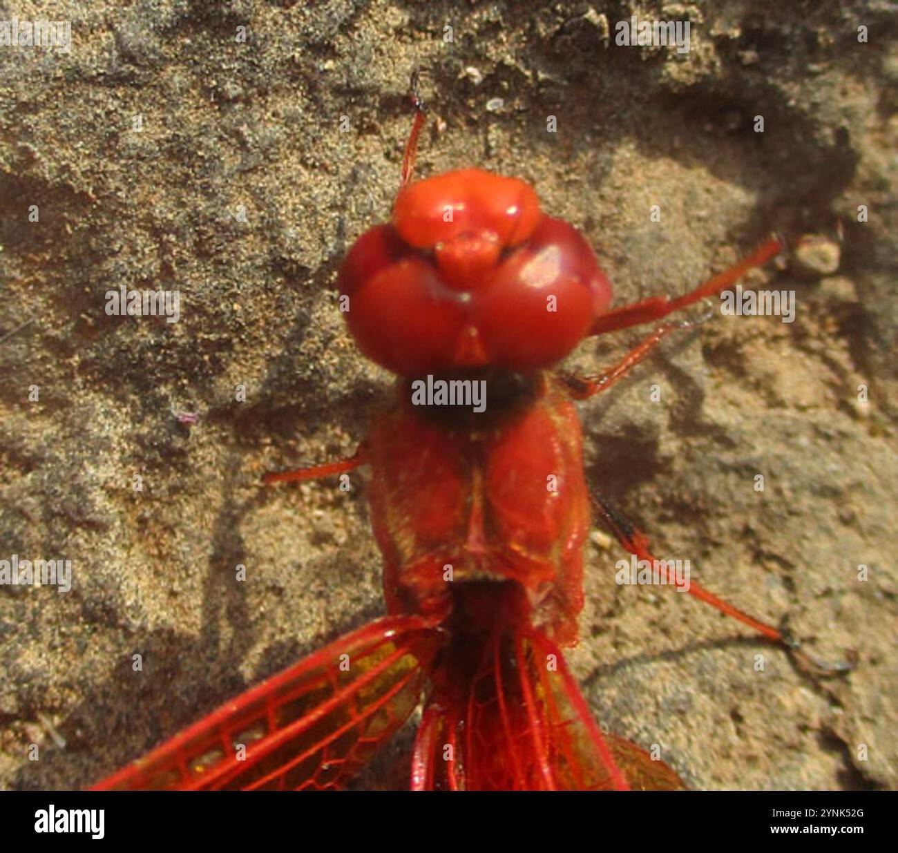 Orange-winged Dropwing (Trithemis kirbyi Stock Photo - Alamy