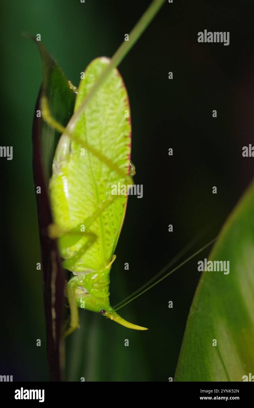 Copiphora rhinoceros hi-res stock photography and images - Alamy