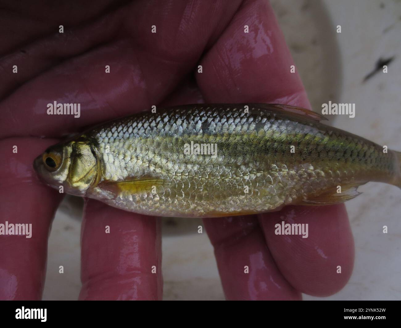 Golden shiner hi-res stock photography and images - Alamy