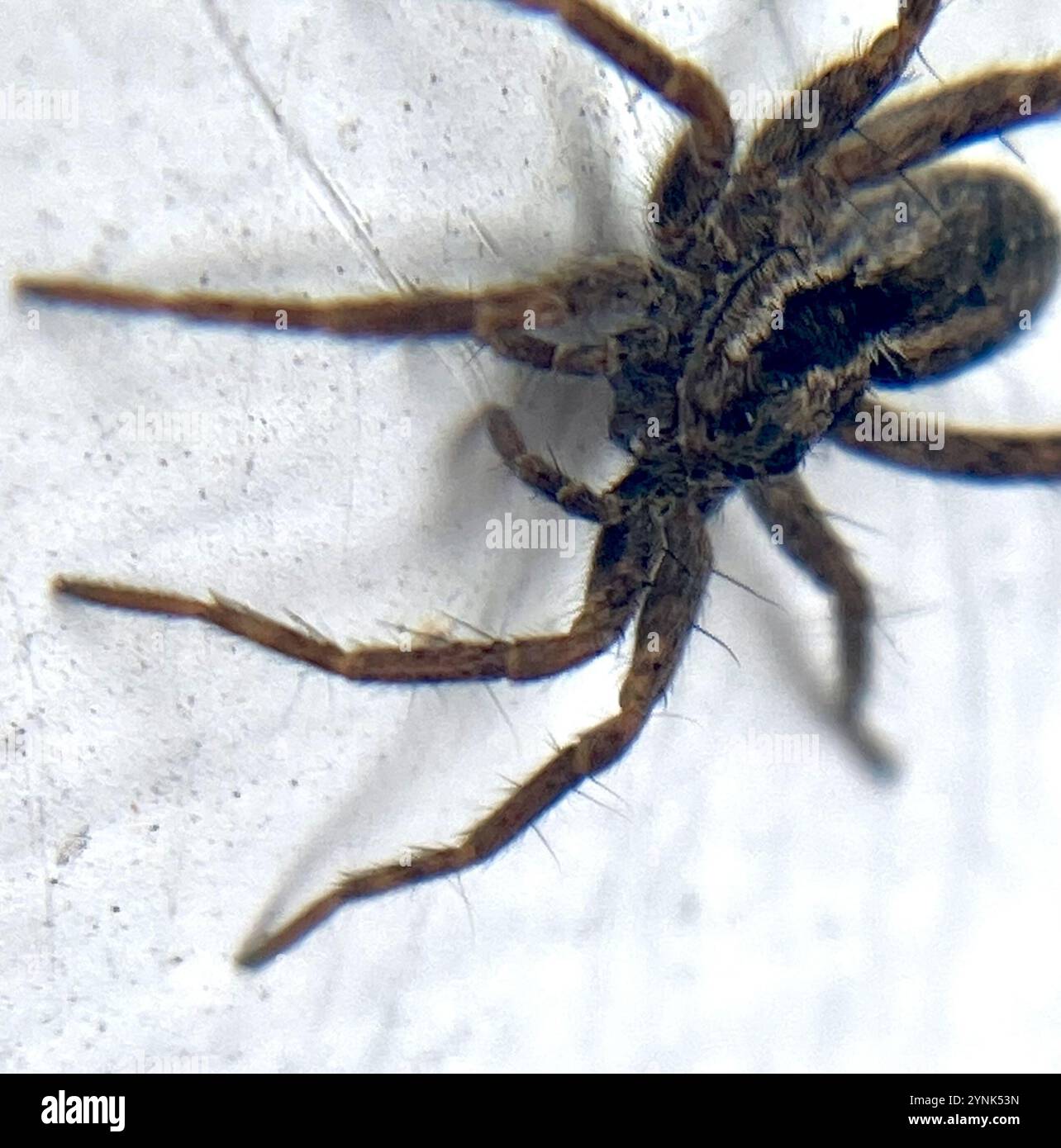 Thin-legged Wolf Spiders (Pardosa Stock Photo - Alamy