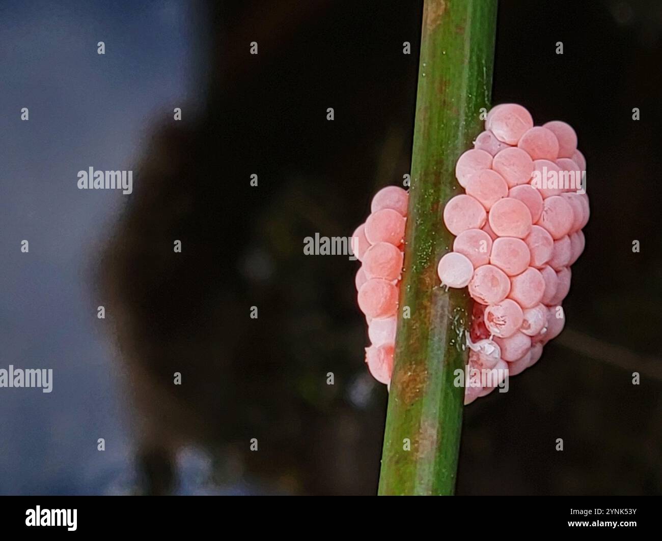 Common Apple Snails (Pomacea Stock Photo - Alamy