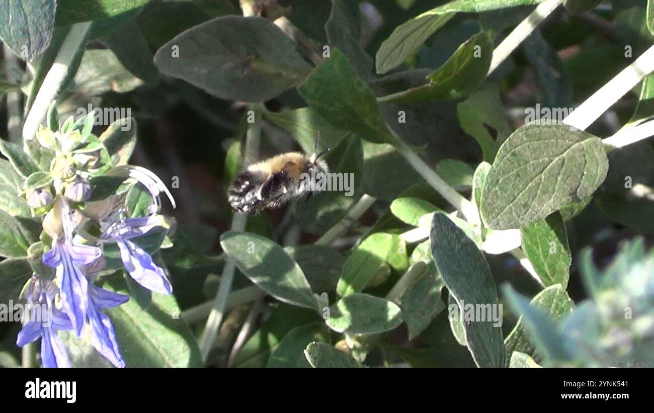 Anthophora dispar hi-res stock photography and images - Alamy