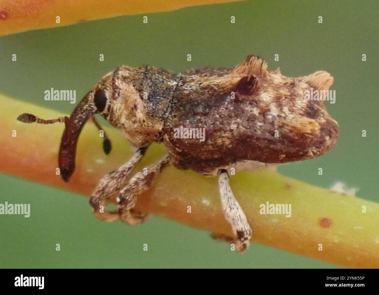 lesser shoot weevil (Myllorhinus dentiferus Stock Photo - Alamy