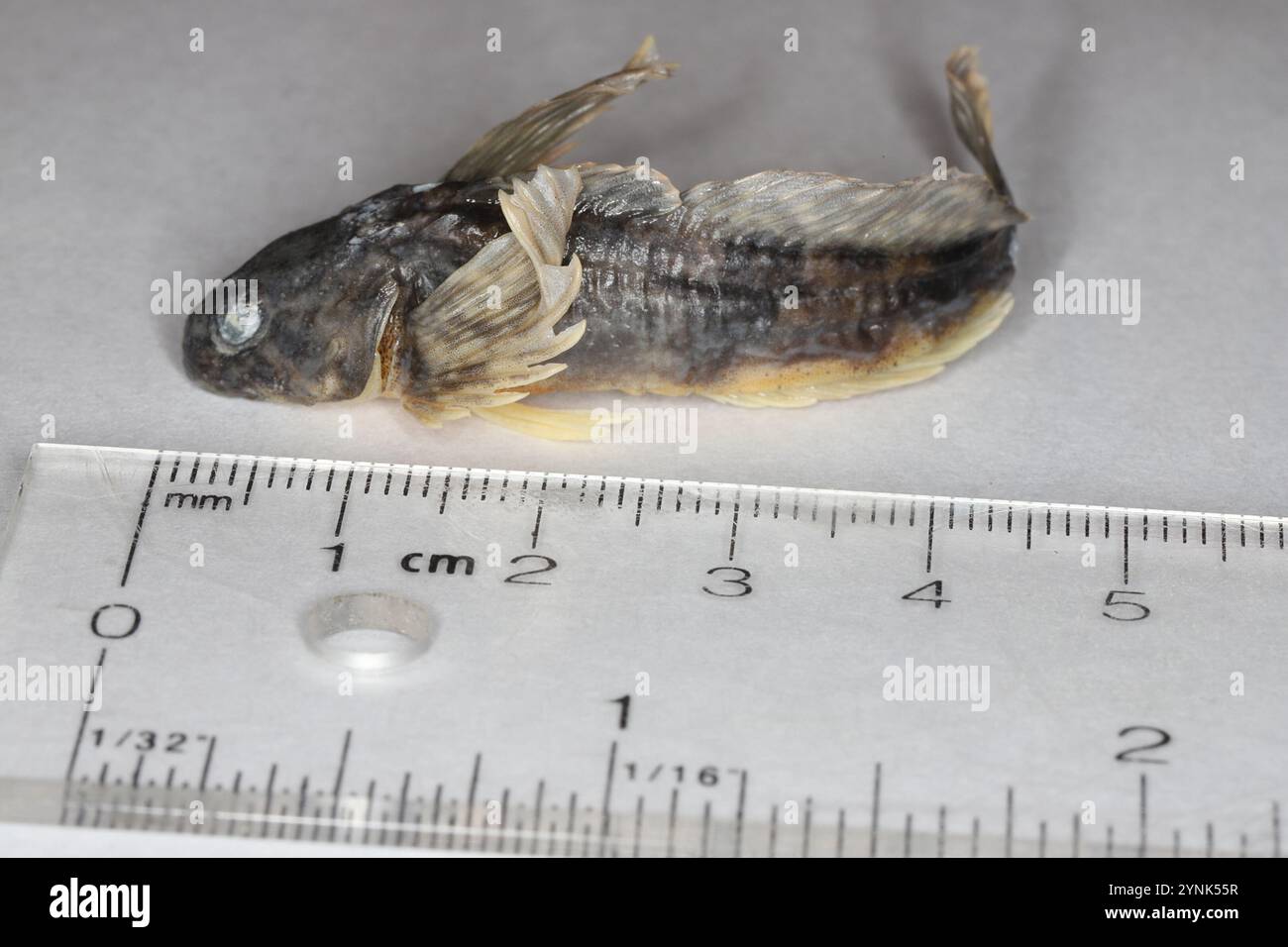 Cottus cognatus hi-res stock photography and images - Alamy