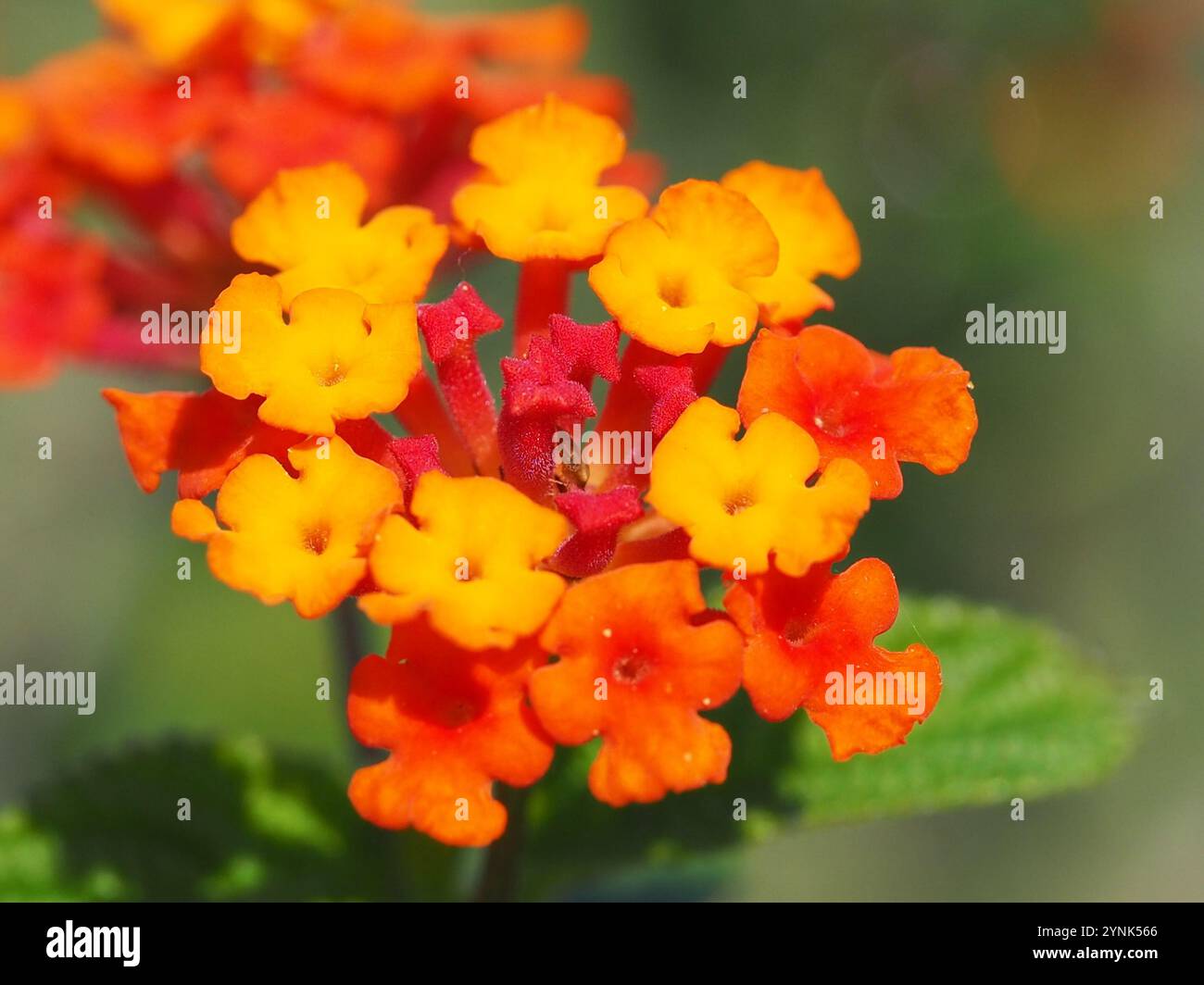 Texas lantana (Lantana urticoides Stock Photo - Alamy