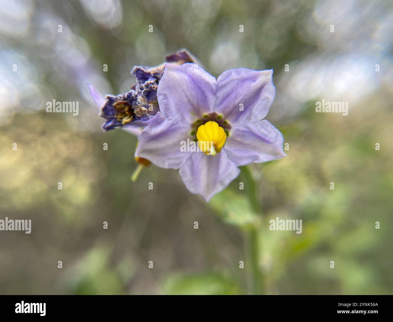 bluewitch nightshade (Solanum umbelliferum Stock Photo - Alamy