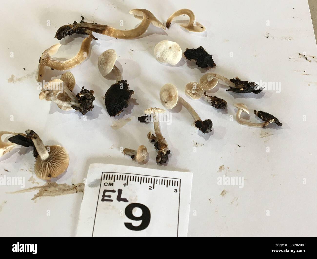 Grey Jockey (Asterophora mirabilis Stock Photo - Alamy