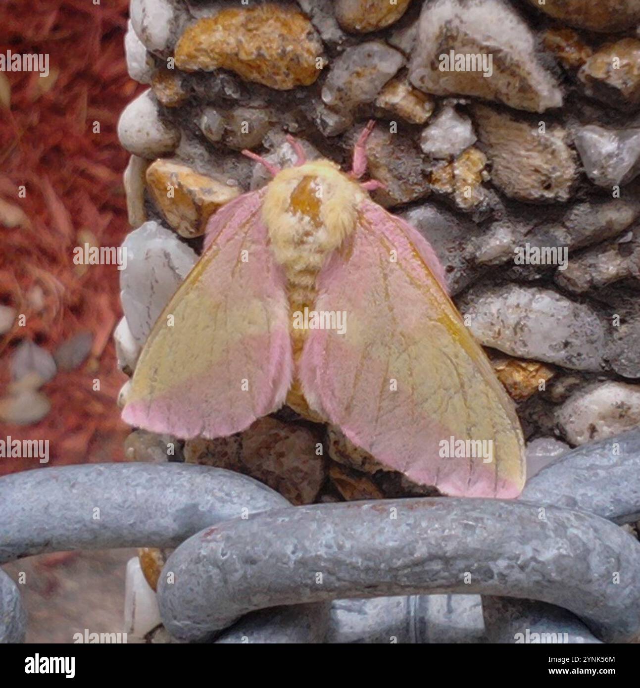 Rosy maple moth dryocampa rubicunda hi-res stock photography and images ...
