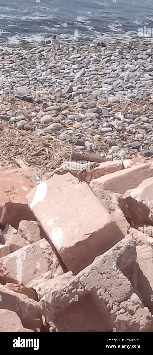 Peru Pacific Iguana (Microlophus peruvianus Stock Photo - Alamy