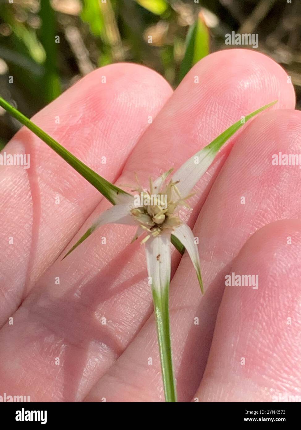 whitetop sedge (Rhynchospora colorata Stock Photo - Alamy