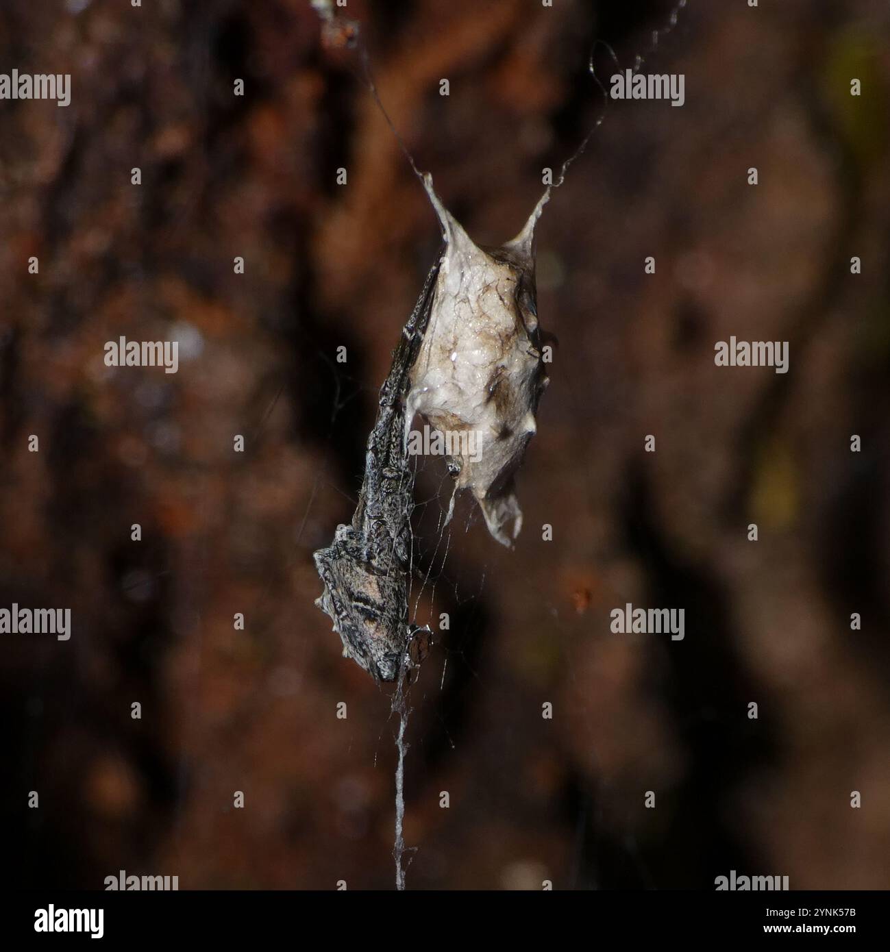 Feather-legged Lace Weaver (Uloborus plumipes Stock Photo - Alamy