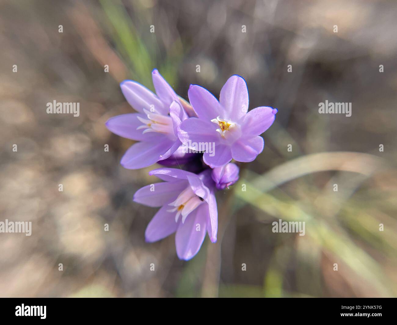 Blue Dicks (Dipterostemon capitatus Stock Photo - Alamy
