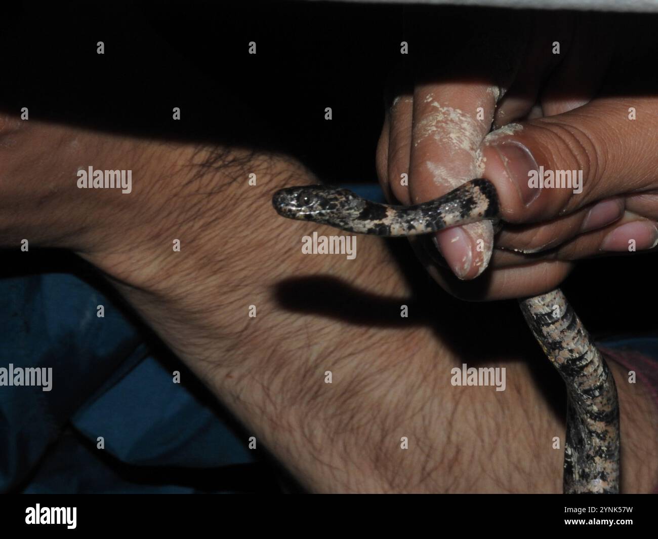 Cloudy snail eating snake hi-res stock photography and images - Alamy