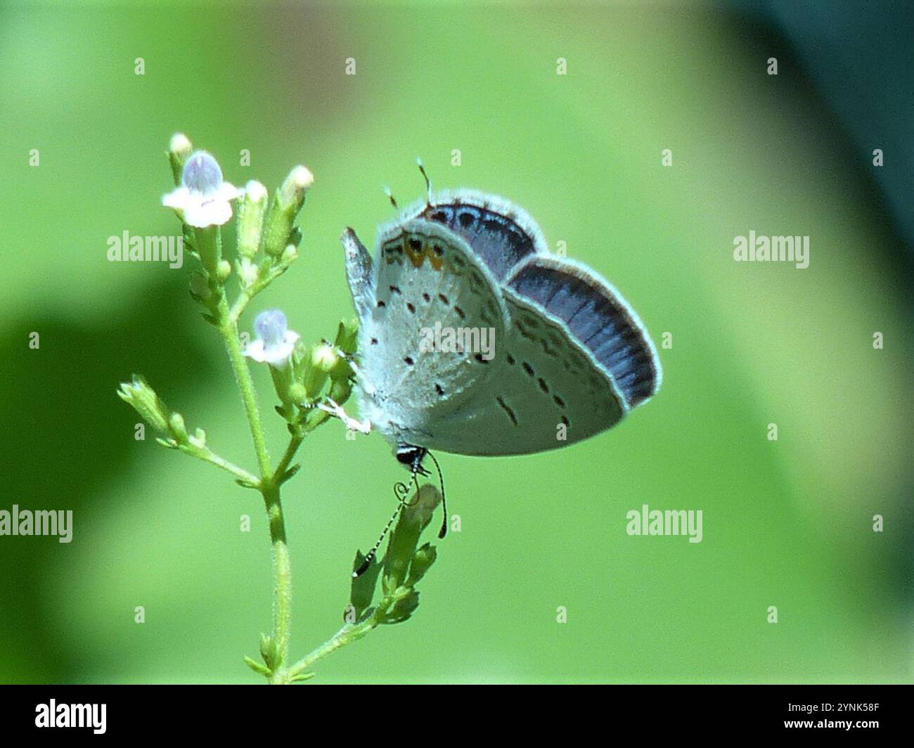 Eastern Tailed-Blue (Cupido comyntas Stock Photo - Alamy