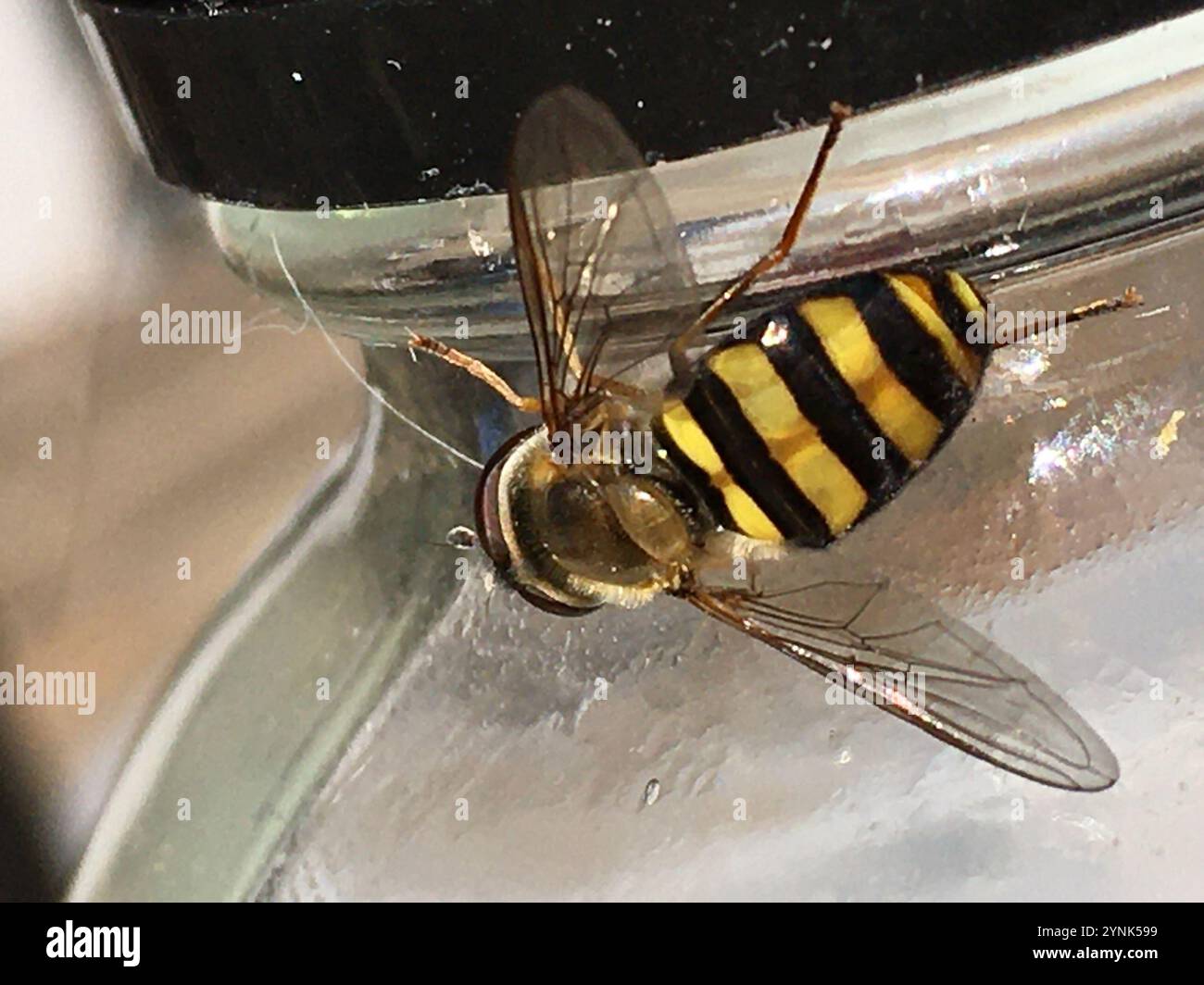 Long-tailed Aphideater Complex (Eupeodes americanus Stock Photo - Alamy