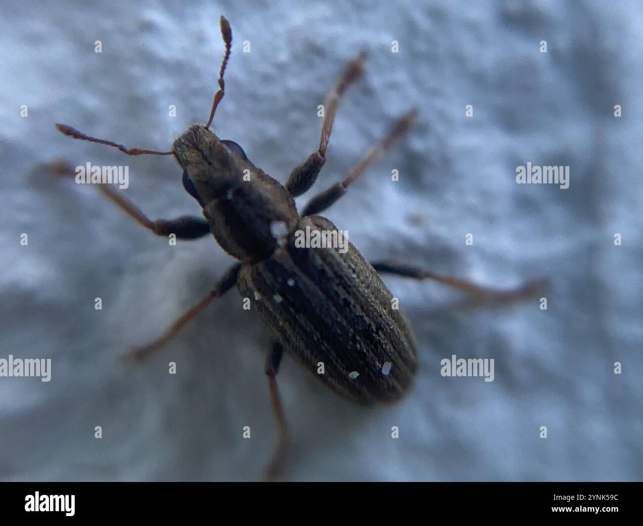 Sitona lineatus hi-res stock photography and images - Alamy