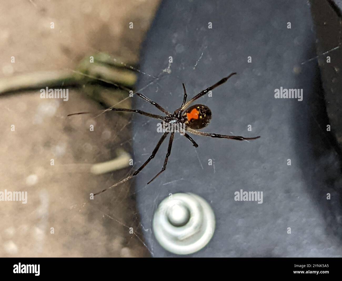 Brown Widow (Latrodectus geometricus Stock Photo - Alamy