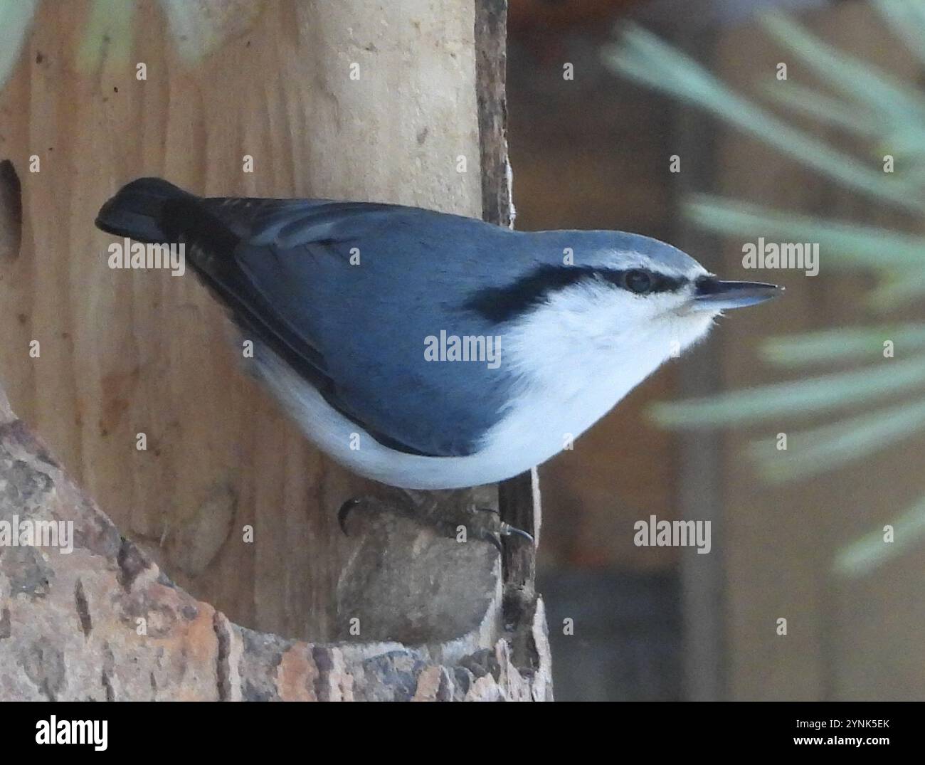 Eurasian Nuthatch (Sitta europaea Stock Photo - Alamy