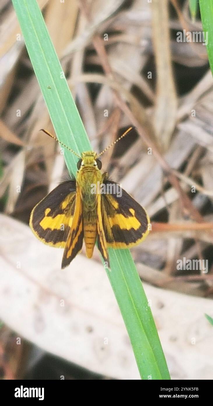 Ocybadistes walkeri hi-res stock photography and images - Alamy