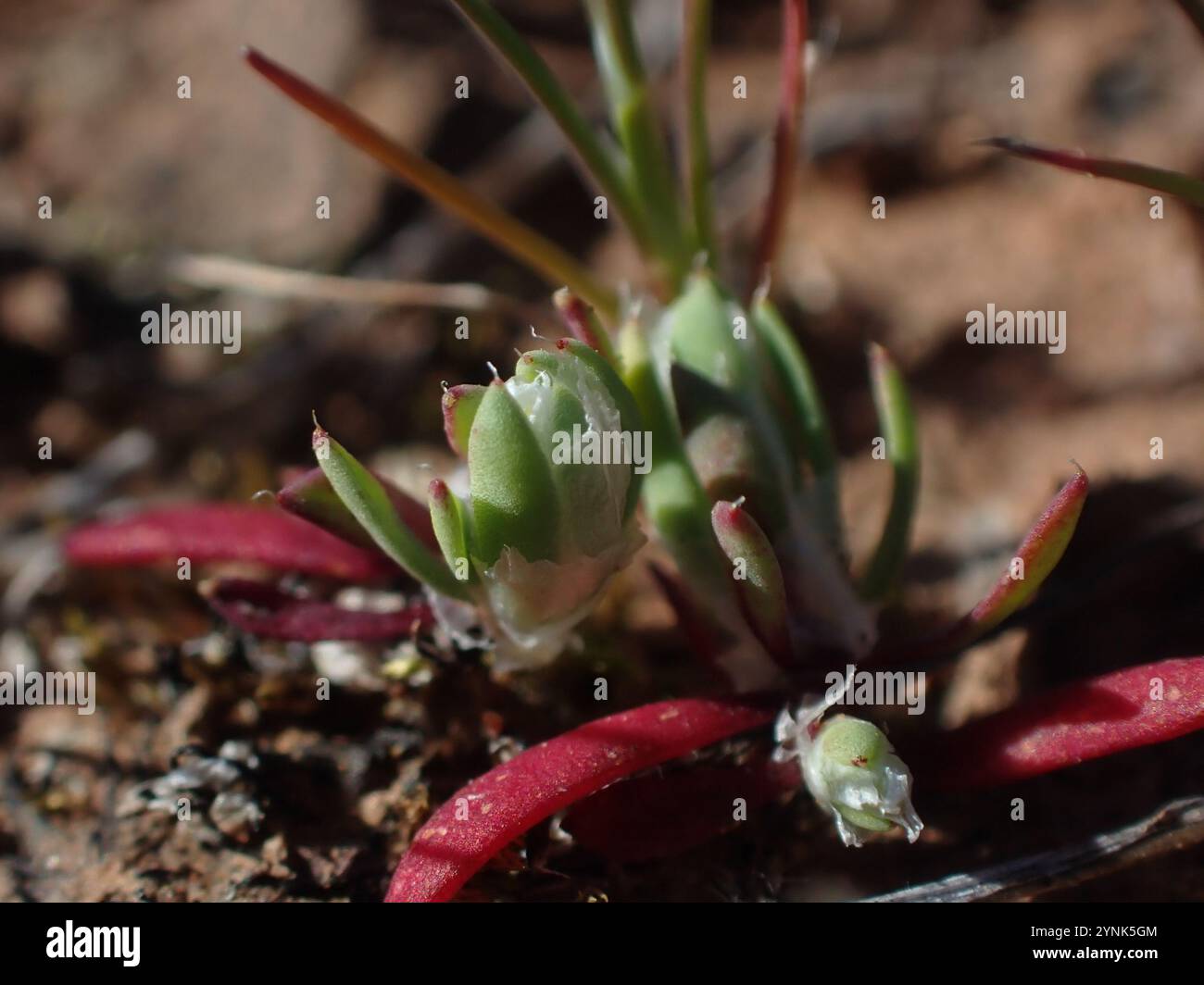 Ahart's nailwort (Paronychia ahartii Stock Photo - Alamy