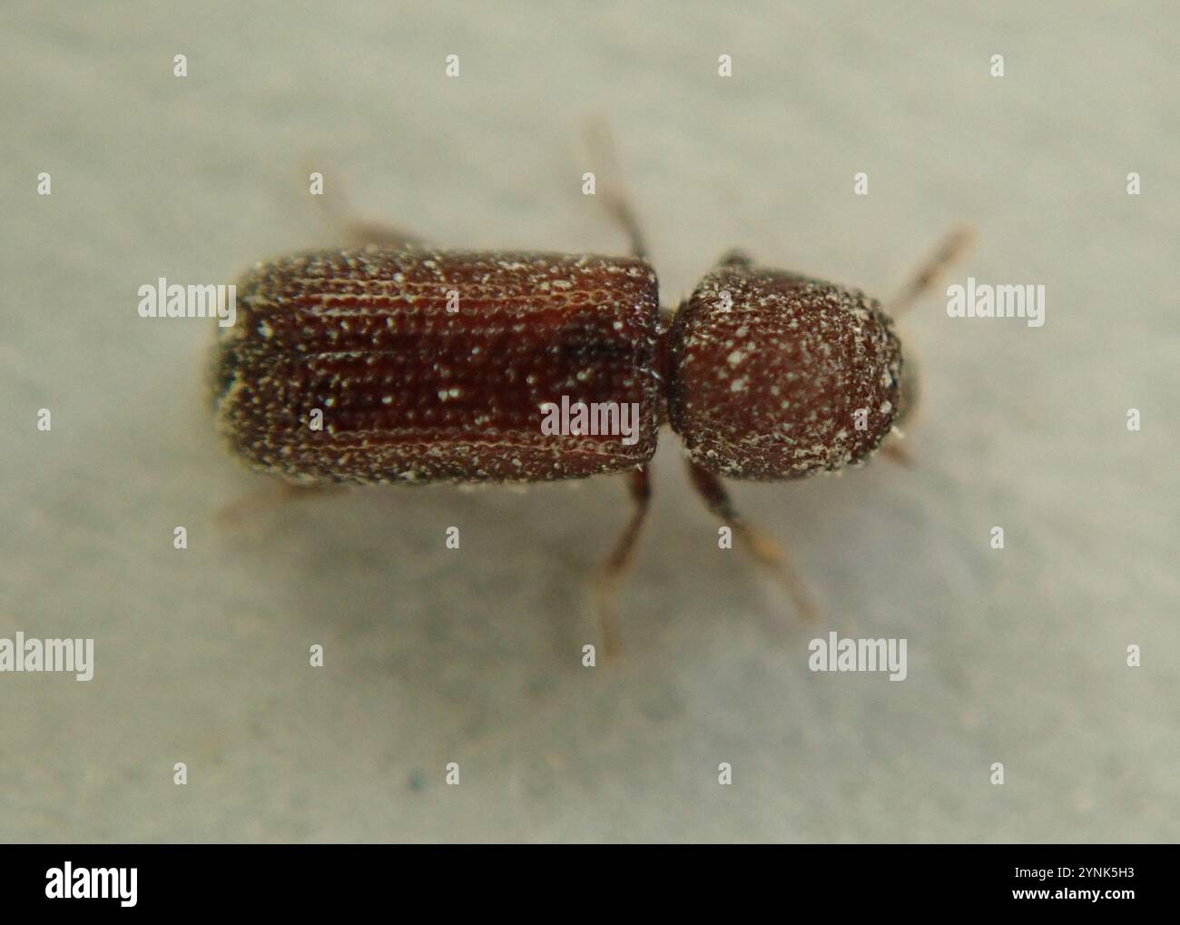 Lesser Grain Borer (Rhyzopertha dominica Stock Photo - Alamy