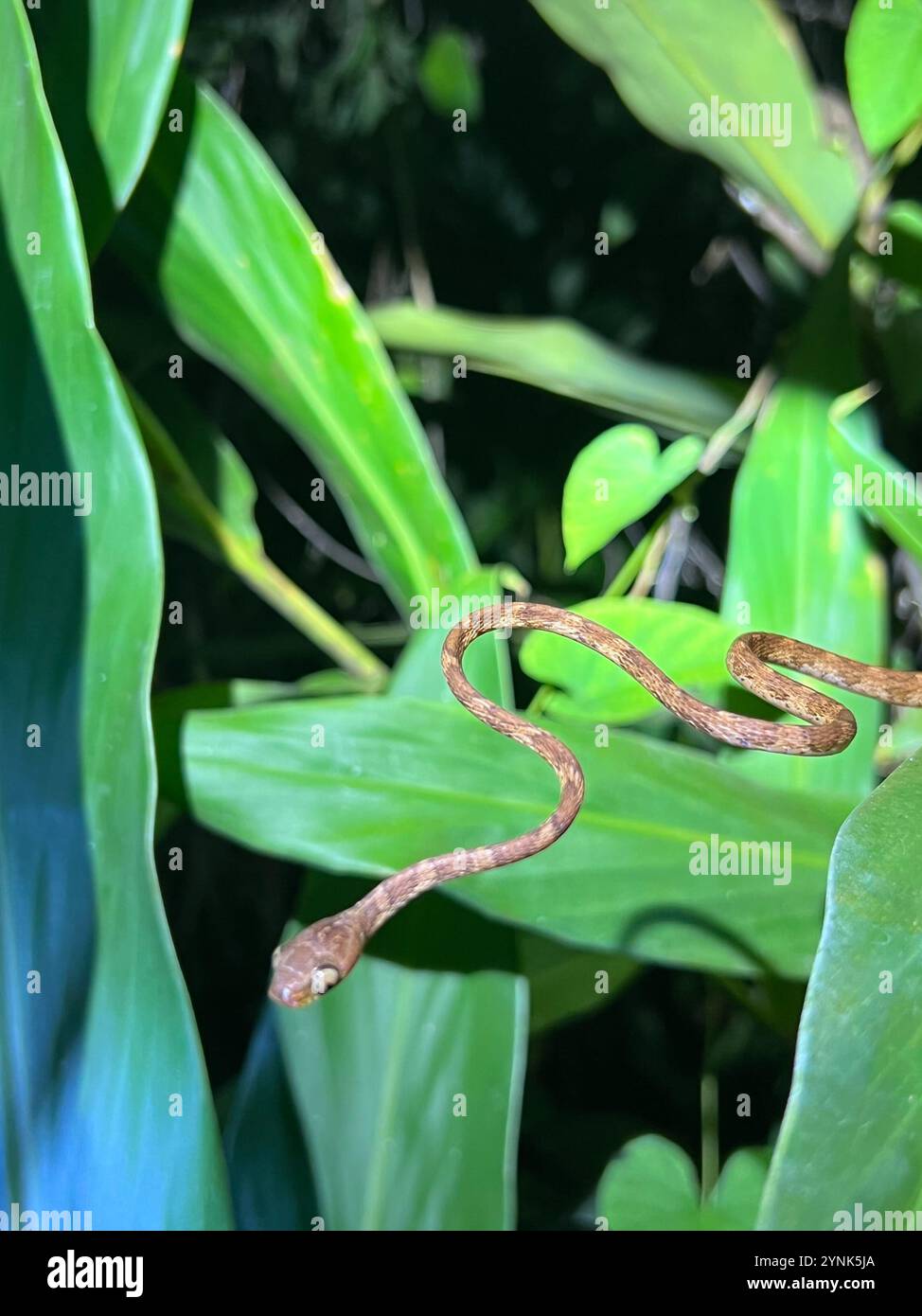 Common Blunt-headed Tree Snake (Imantodes cenchoa Stock Photo - Alamy