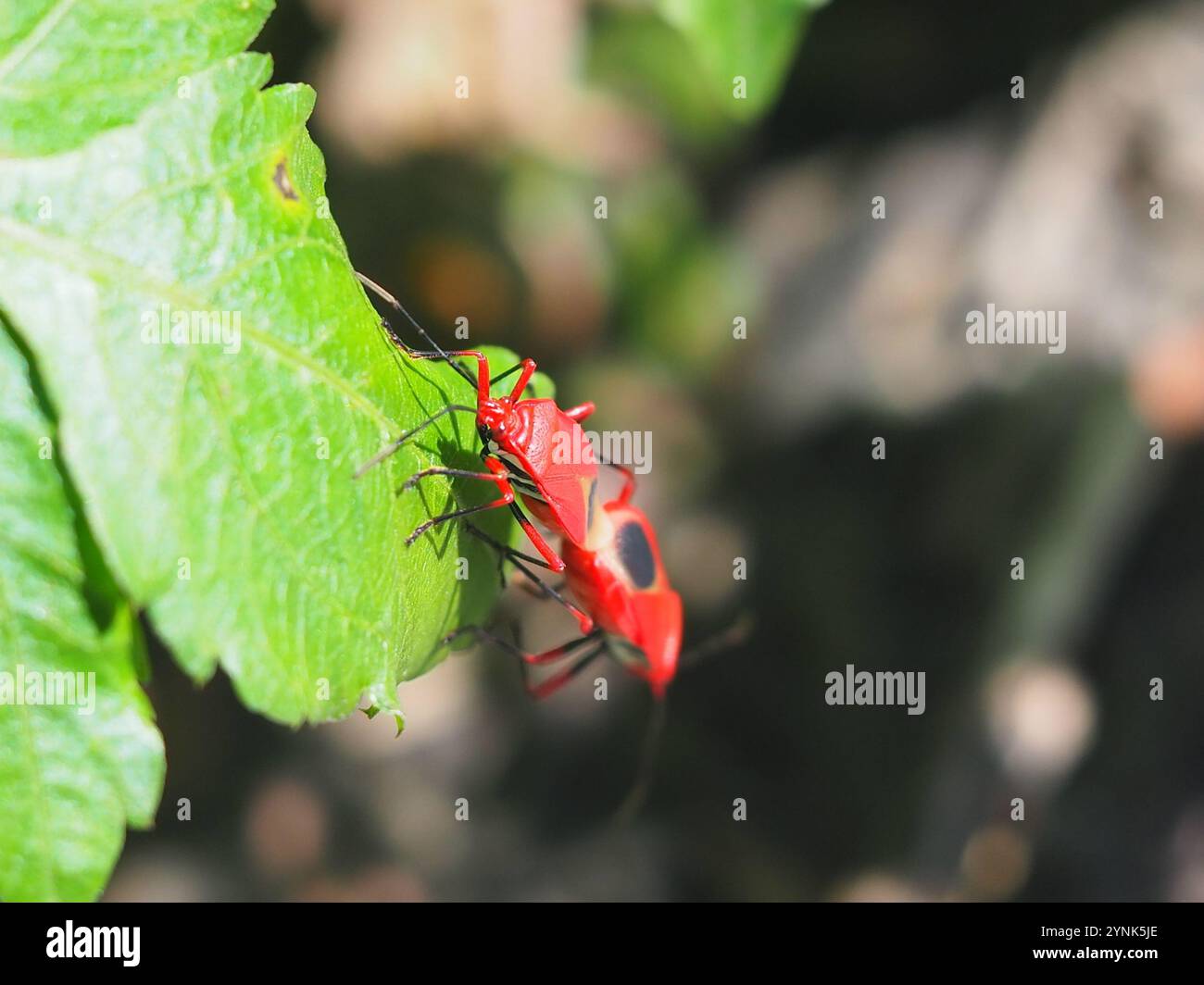 Dindymus hi-res stock photography and images - Alamy