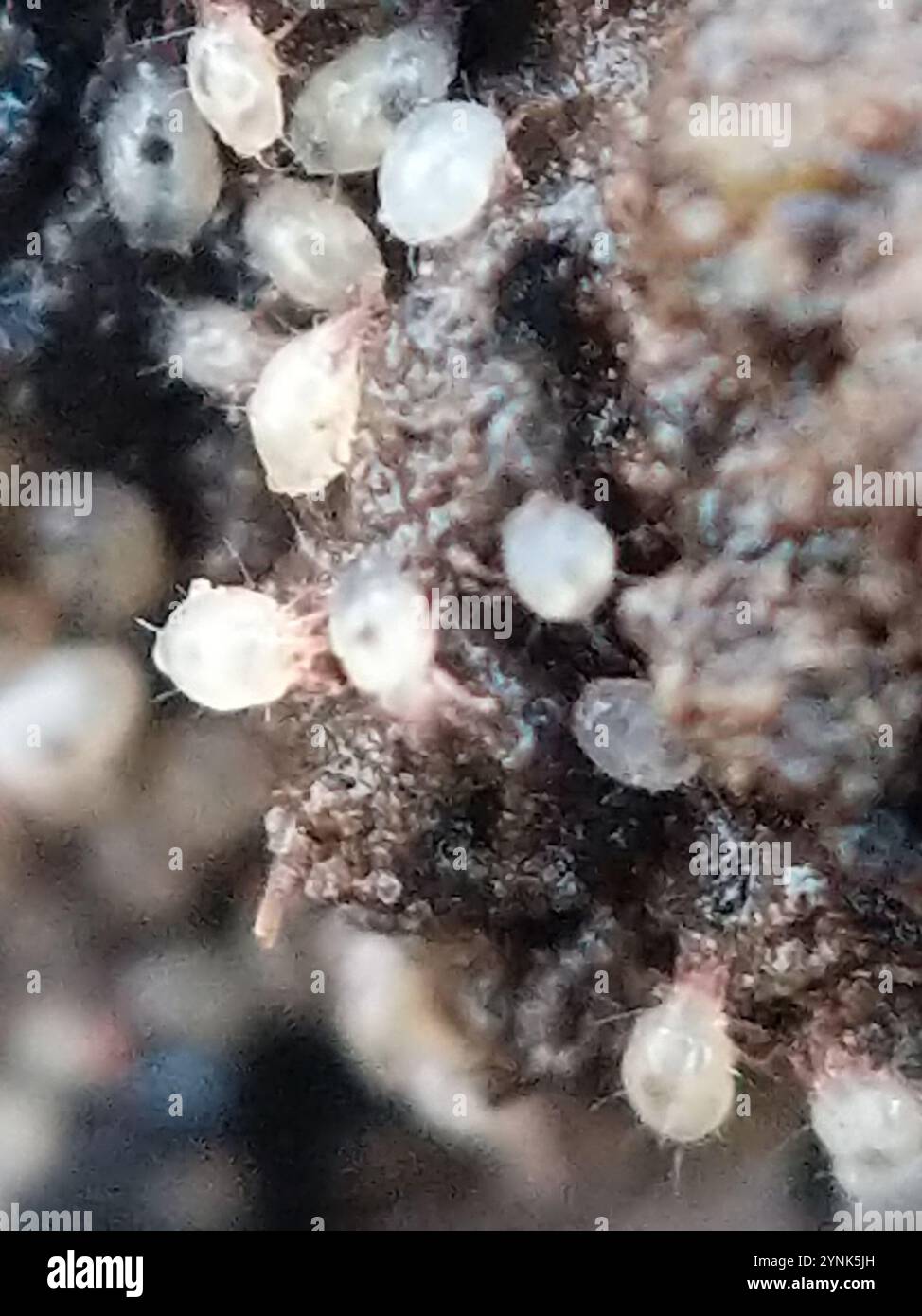 Oribatida mites hi-res stock photography and images - Alamy