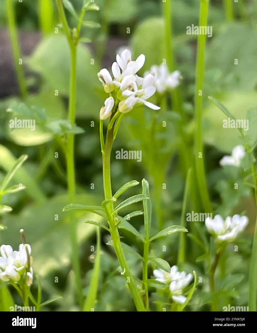 hairy bittercress (Cardamine hirsuta Stock Photo - Alamy