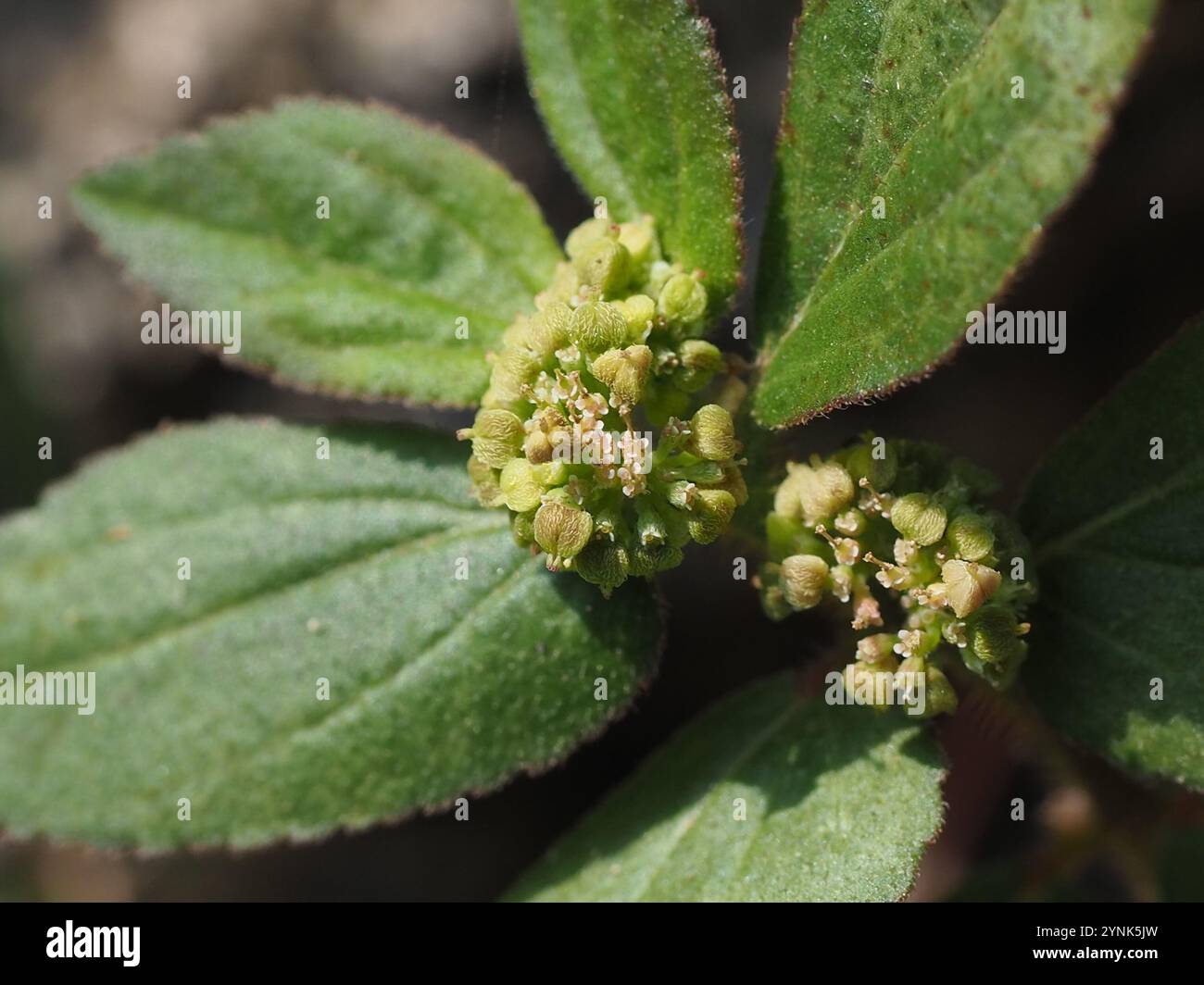 Asthma plant (Euphorbia hirta Stock Photo - Alamy