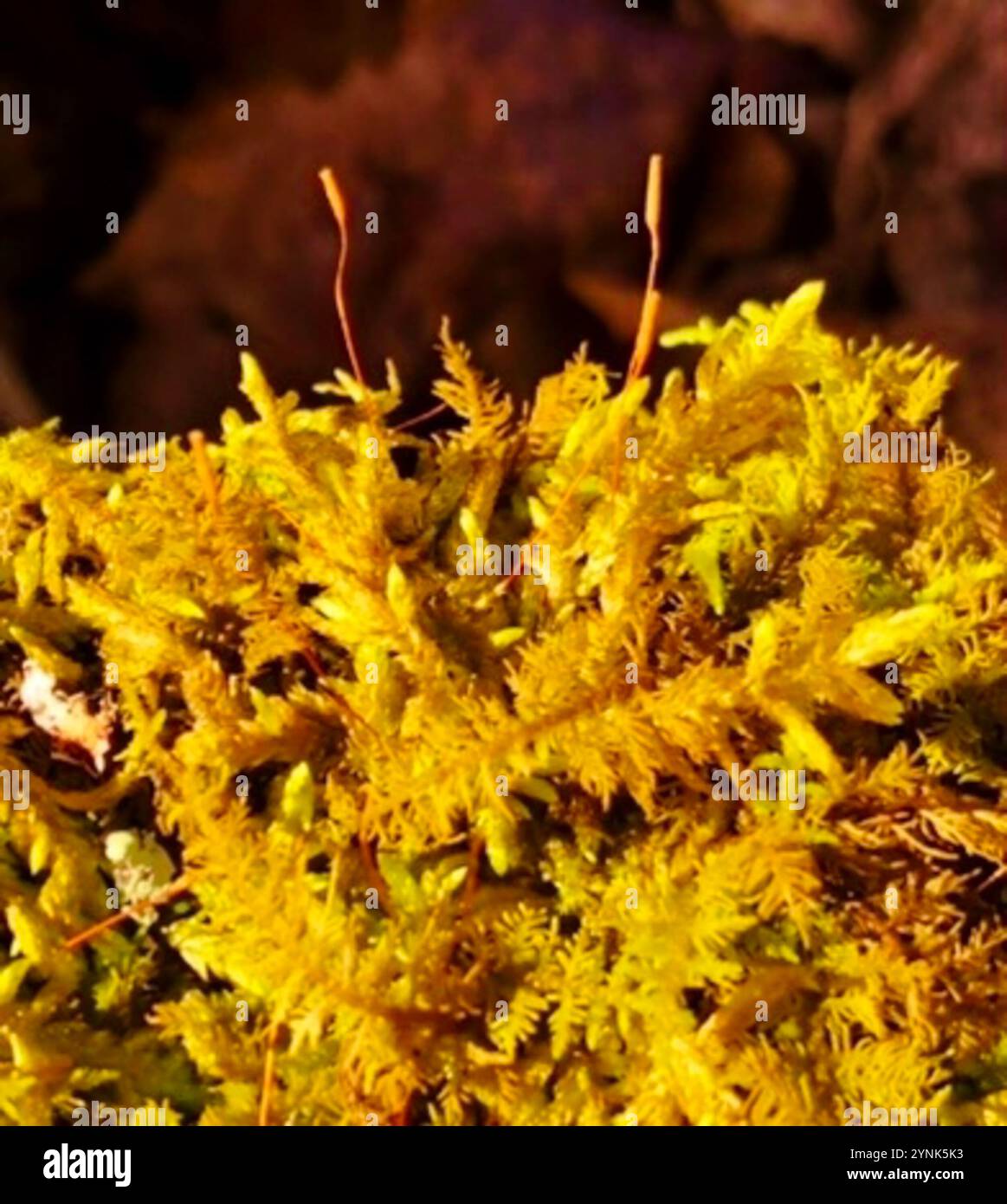 delicate fern moss (Thuidium delicatulum Stock Photo - Alamy