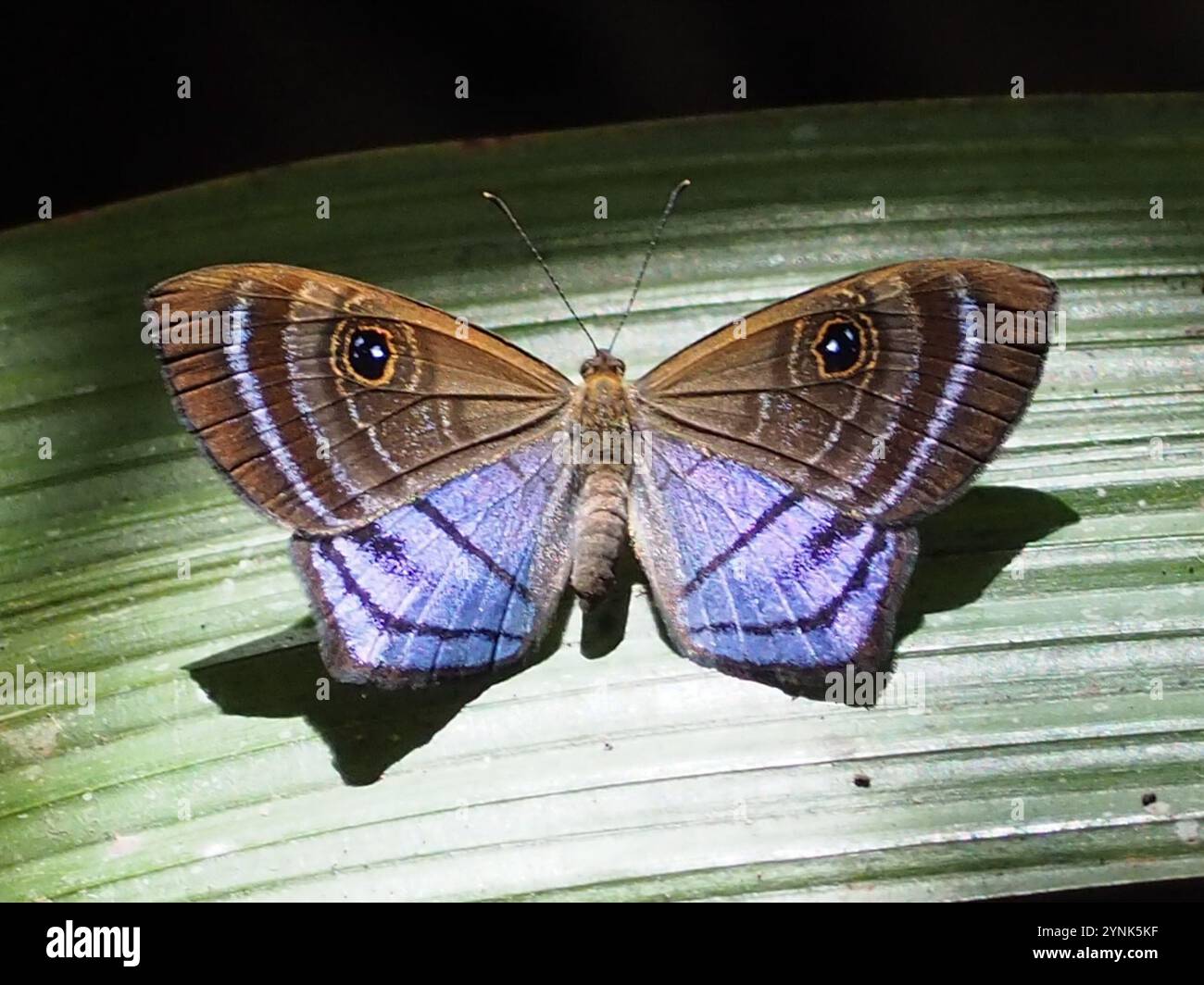 Purple-washed Eyed-Metalmark (Mesosemia lamachus Stock Photo - Alamy