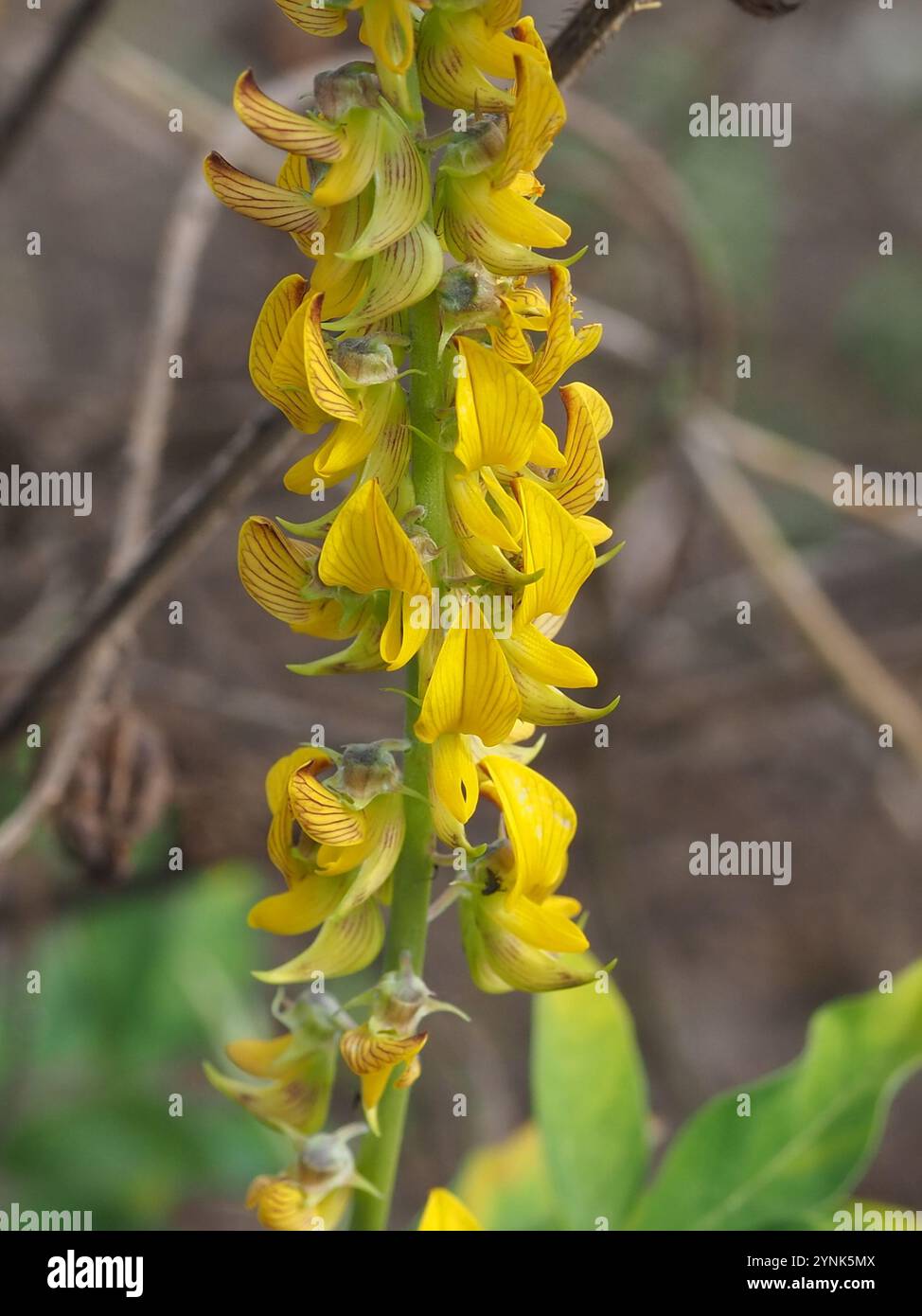 Crotalaria pallida hi-res stock photography and images - Alamy