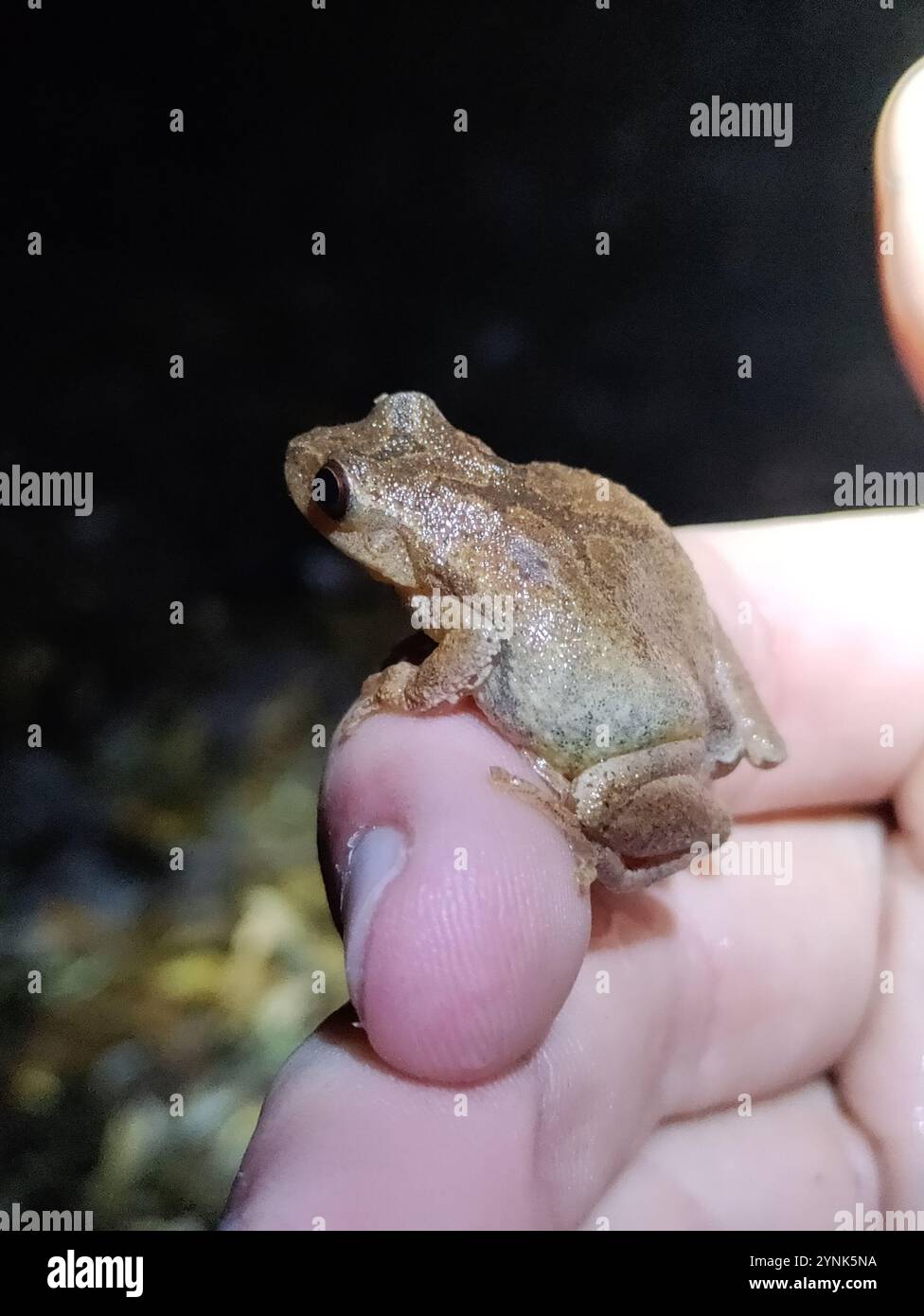 Spring Peeper (Pseudacris crucifer Stock Photo - Alamy
