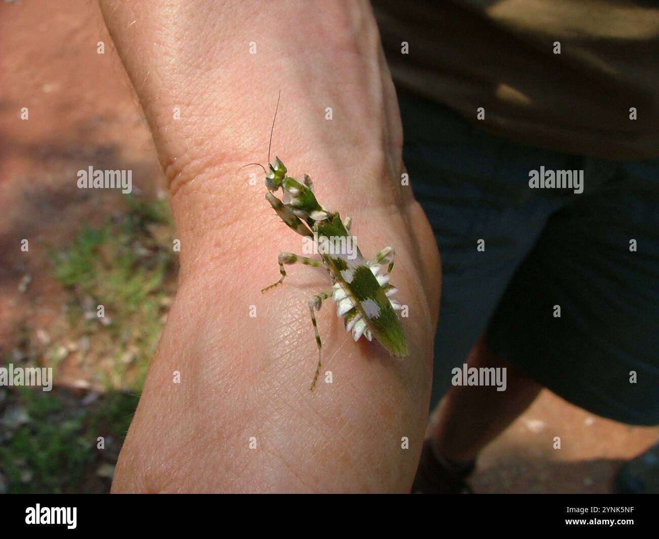 African False Flower Mantis (Harpagomantis tricolor Stock Photo - Alamy