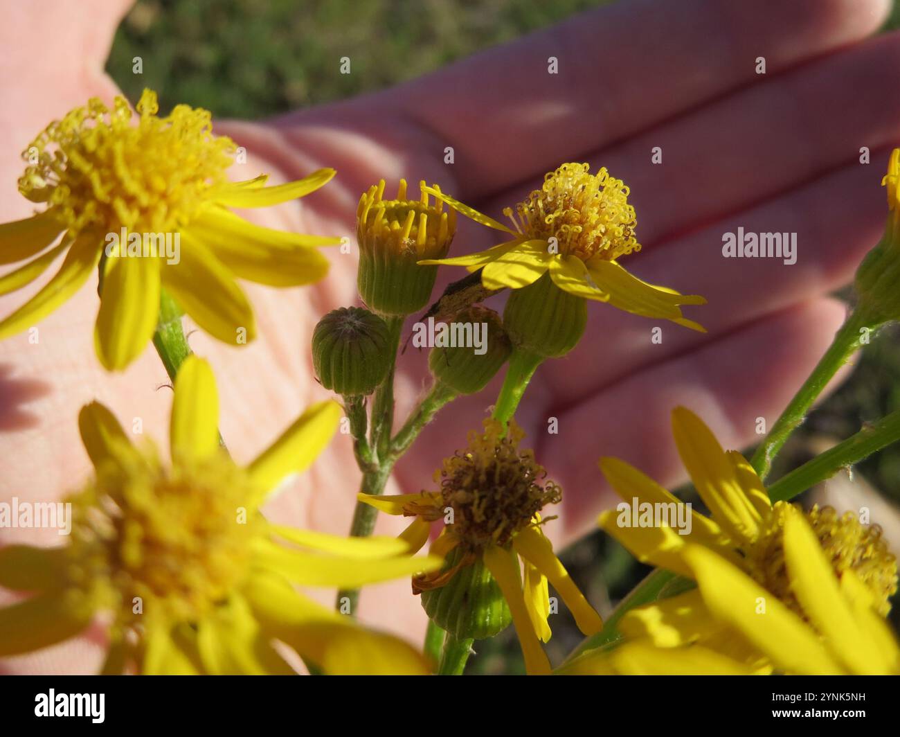woolly ragwort (Packera dubia Stock Photo - Alamy