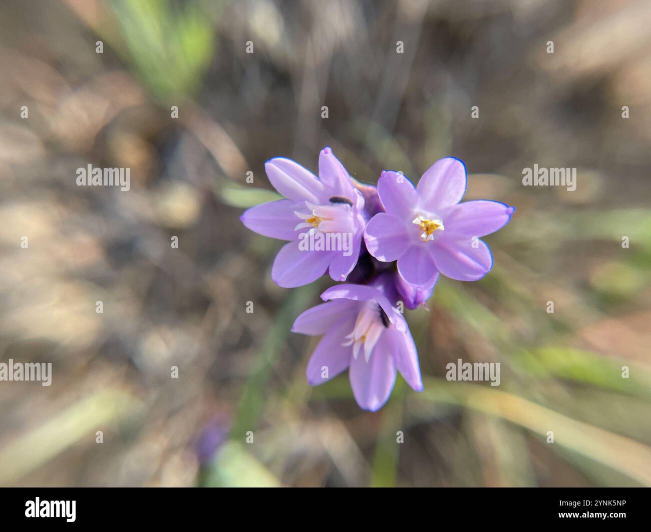 Blue Dicks (Dipterostemon capitatus Stock Photo - Alamy