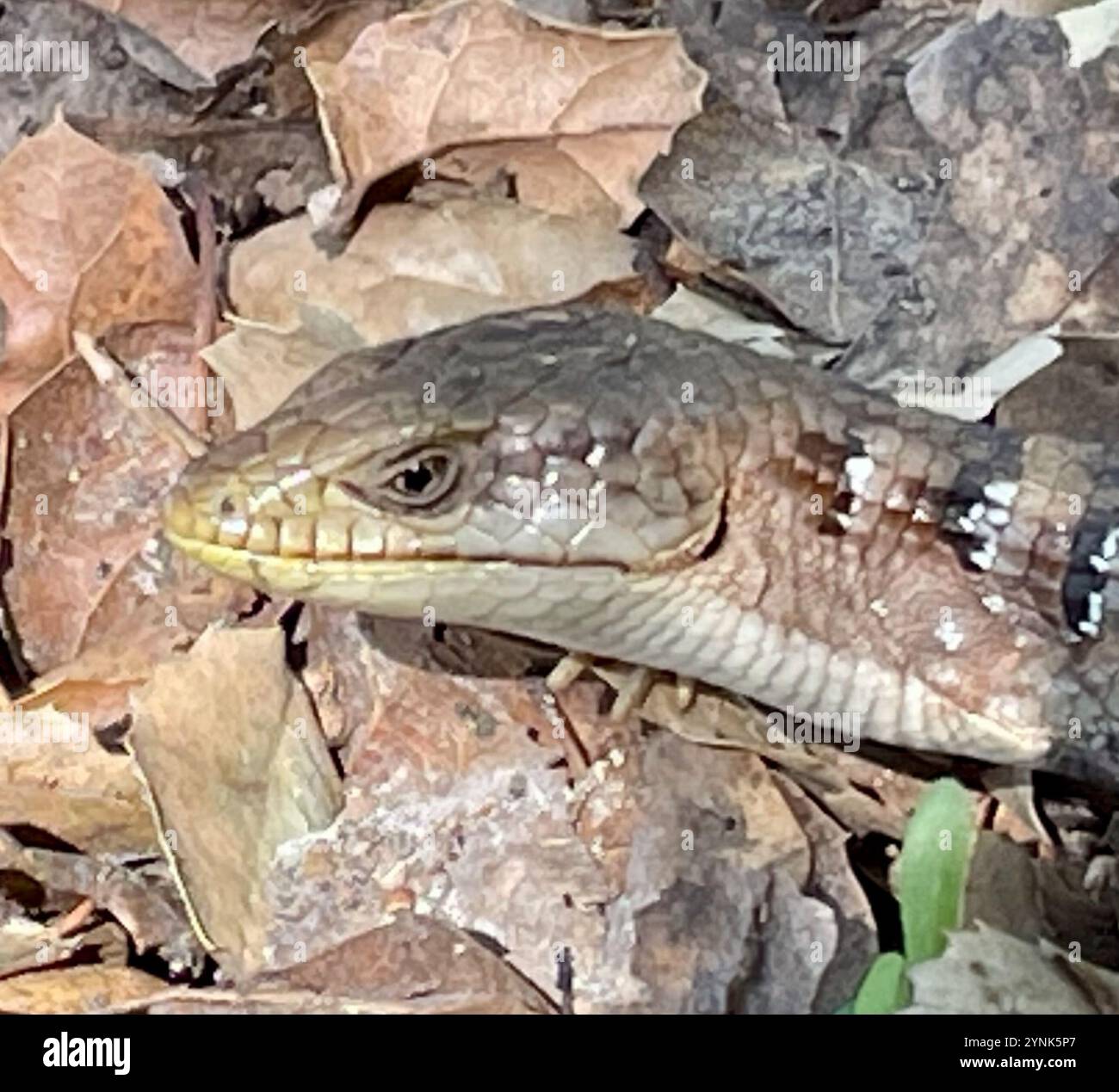 Southern Alligator Lizard (Elgaria multicarinata Stock Photo - Alamy