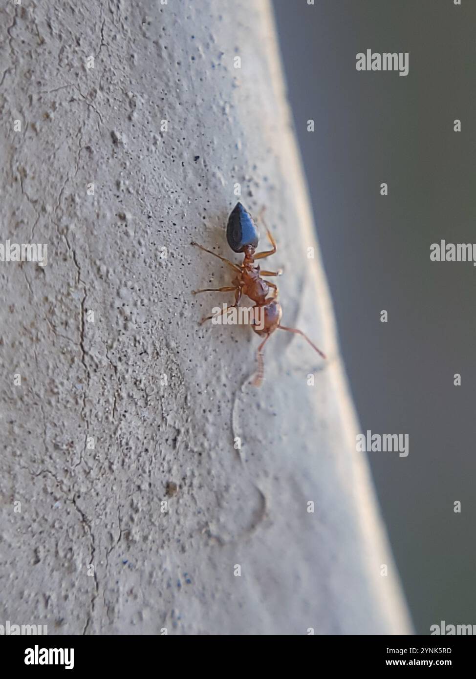Pine Tree Acrobat Ant (Crematogaster pinicola Stock Photo - Alamy