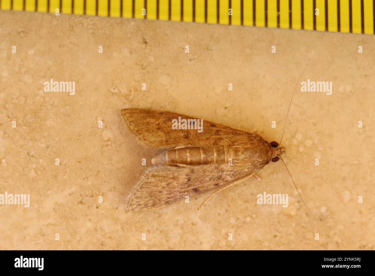 Grass Webworm Moth (Herpetogramma licarsisalis Stock Photo - Alamy