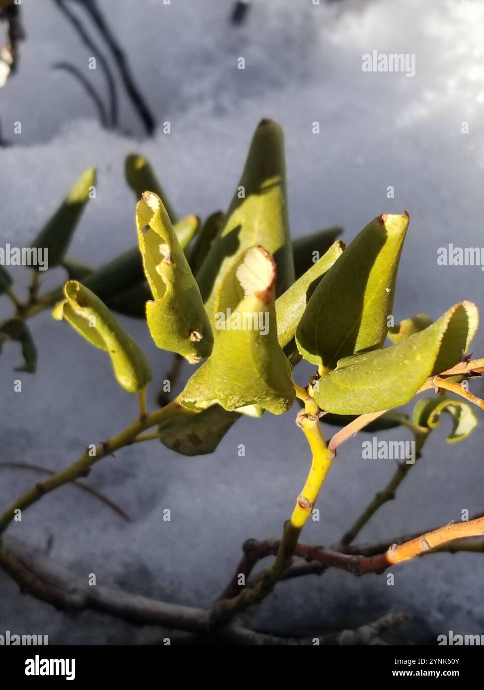 Snowbrush Ceanothus (Ceanothus velutinus Stock Photo - Alamy