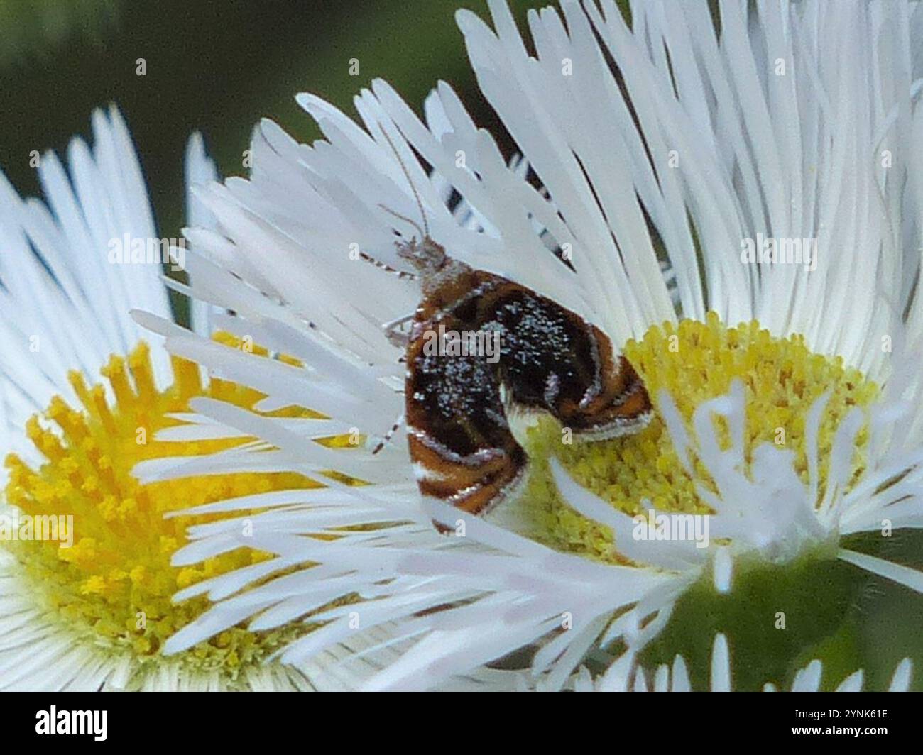 Skullcap Skeletonizer Moth (Prochoreutis inflatella Stock Photo - Alamy