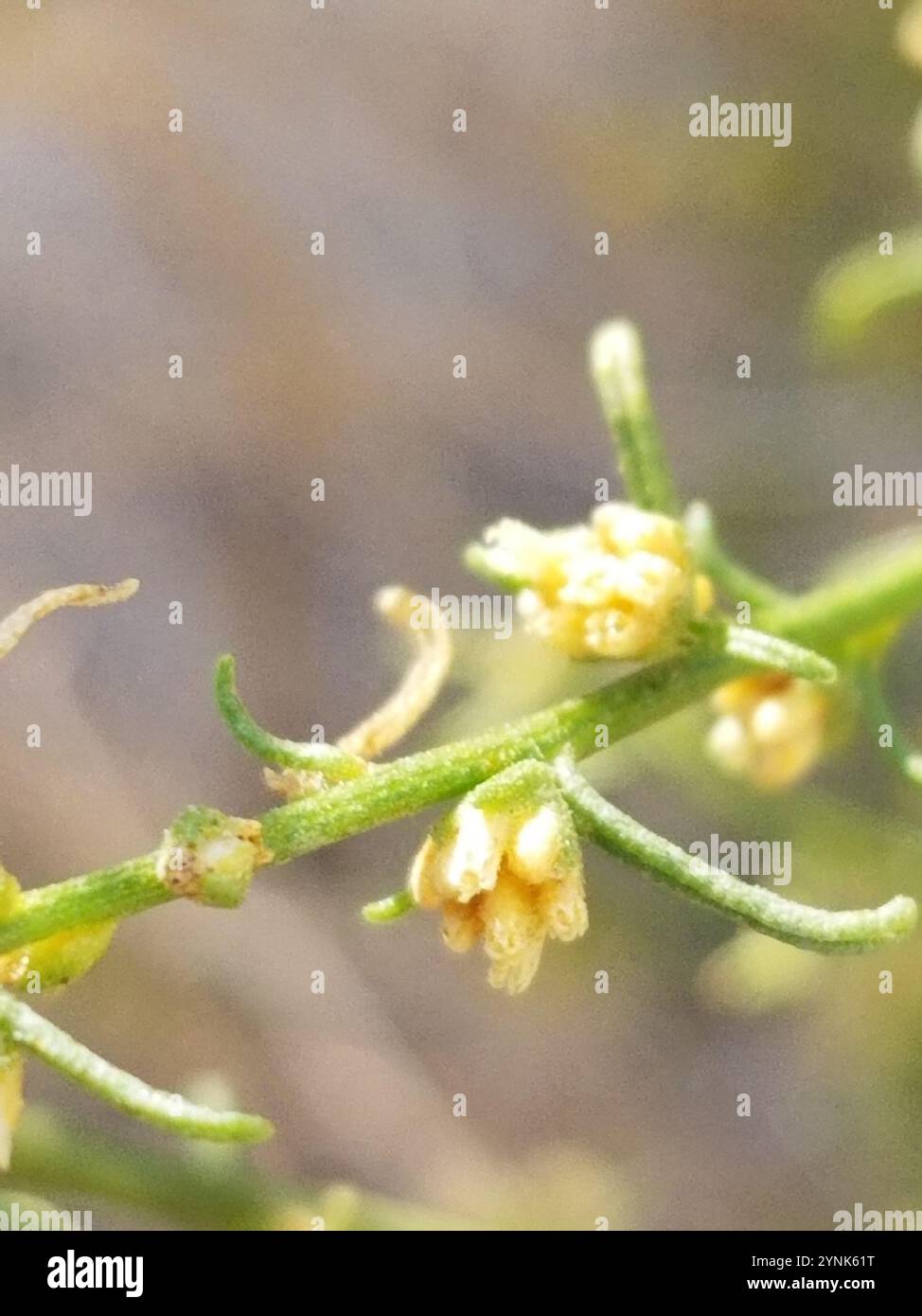 Cheesebush (Ambrosia salsola Stock Photo - Alamy