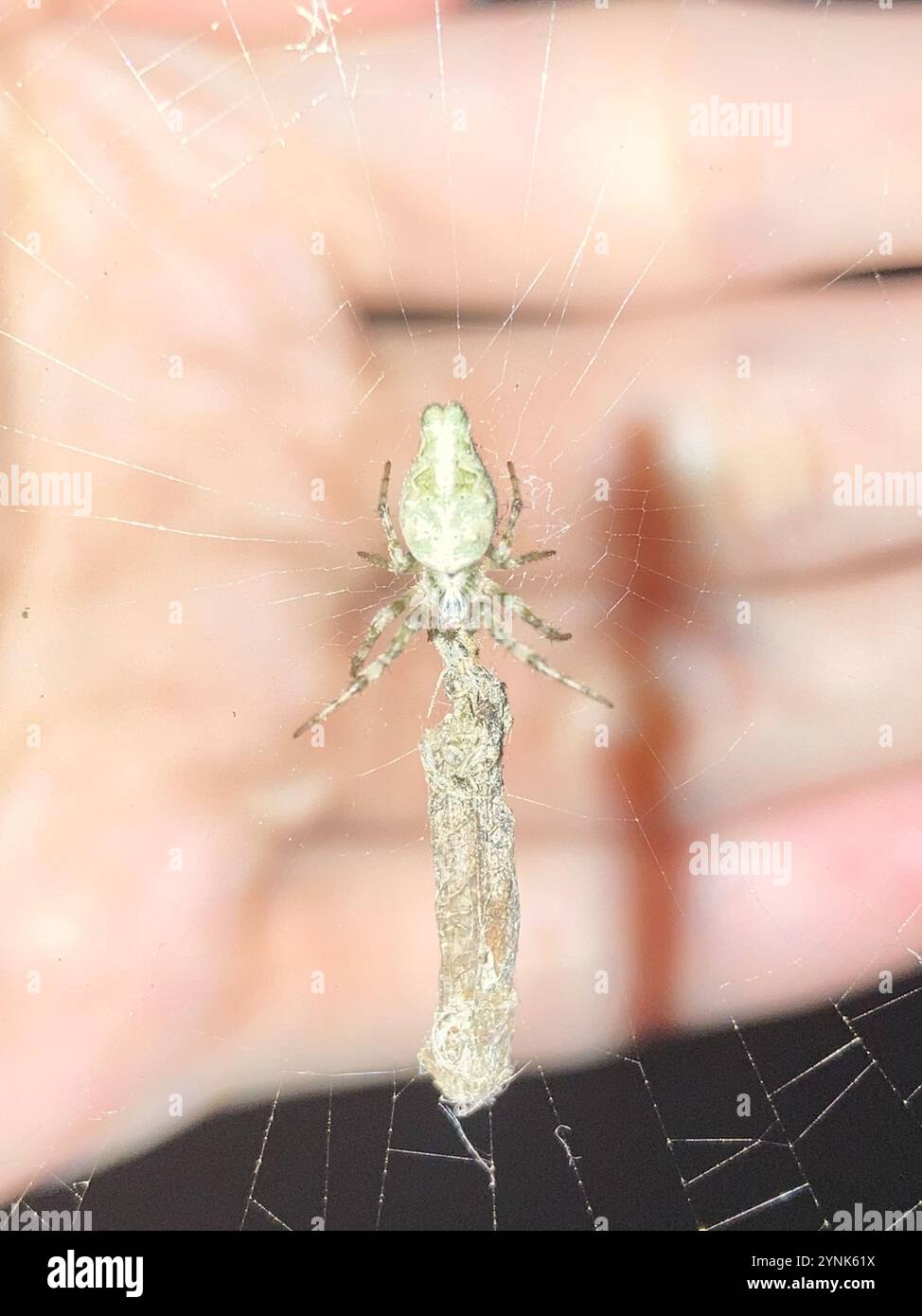 Bifurcate Trashline Orbweaver (Allocyclosa bifurca Stock Photo - Alamy