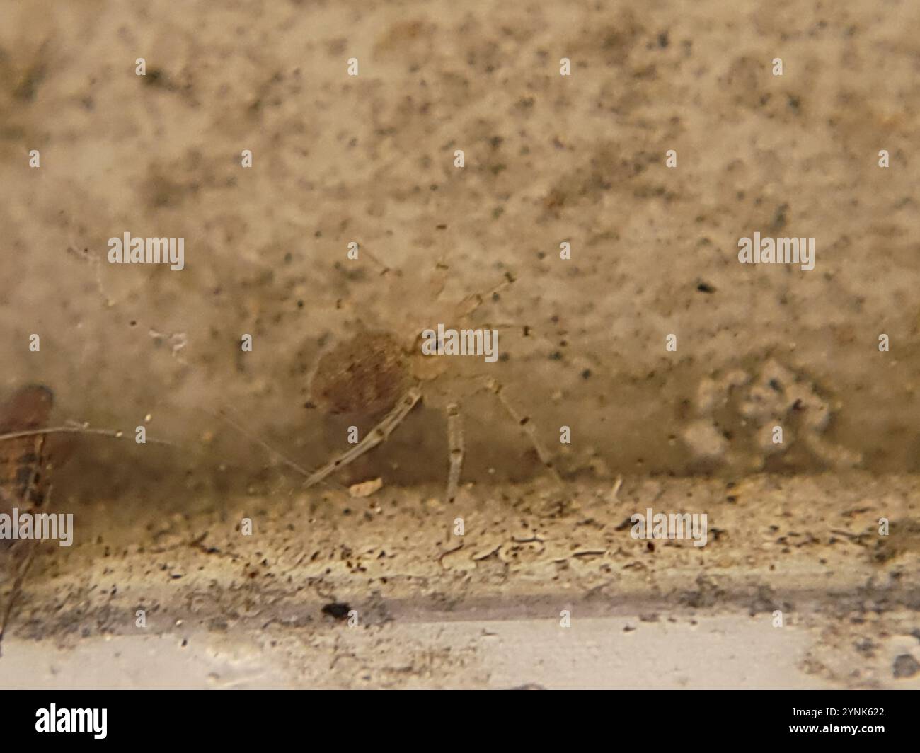 Wall Spiders (Oecobius Stock Photo - Alamy