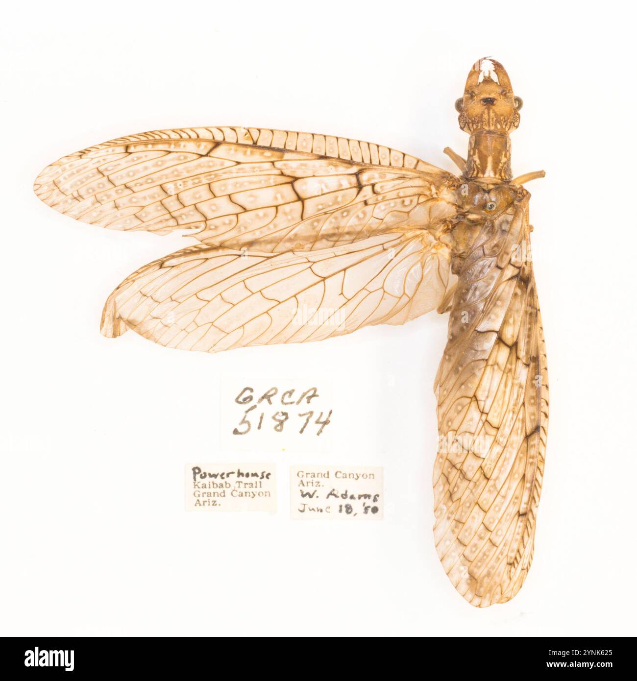 Western Dobsonfly (Corydalus texanus Stock Photo - Alamy