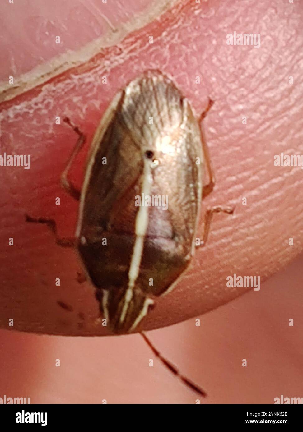 Linear sedge shield bug (Rhopalimorpha lineolaris Stock Photo - Alamy