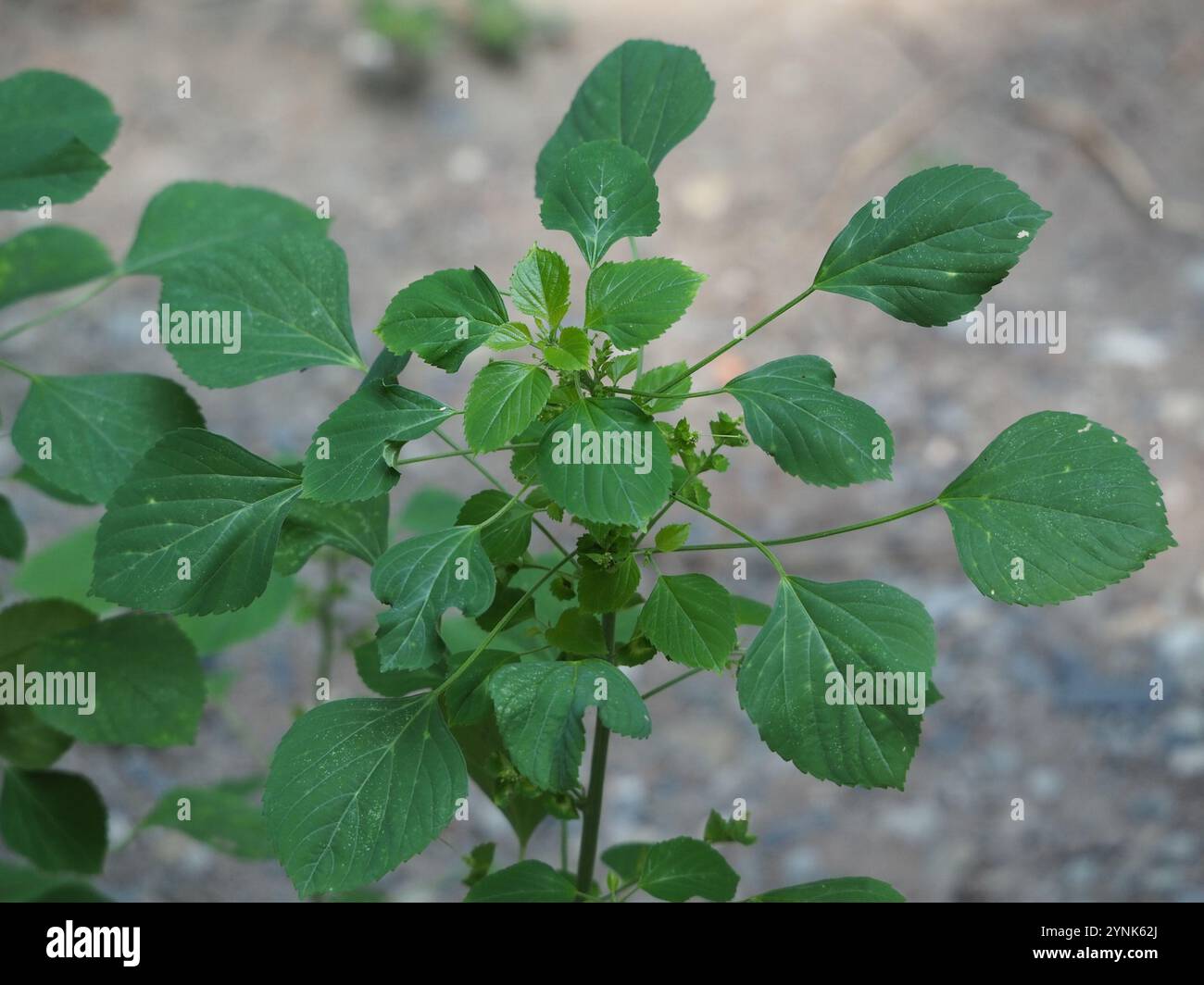 Indian Acalypha (Acalypha indica Stock Photo - Alamy