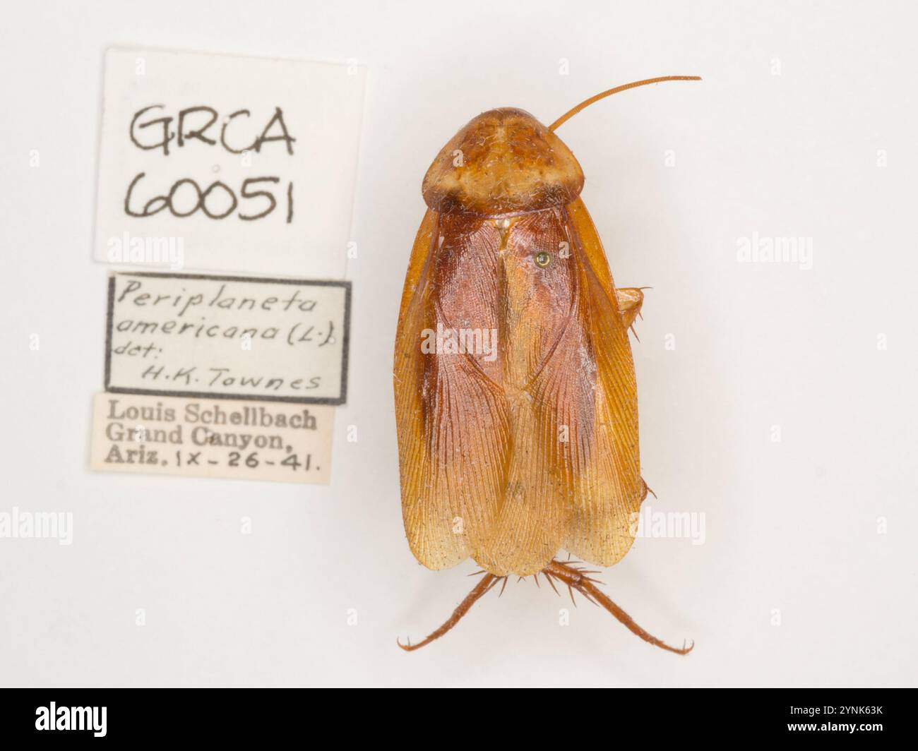 American Cockroach (Periplaneta americana Stock Photo - Alamy