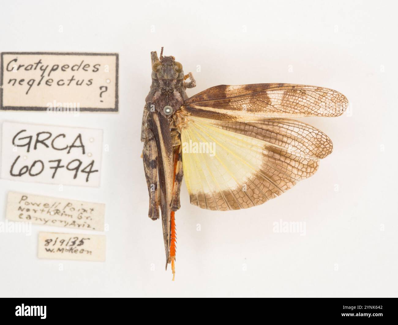 Pronotal Range Grasshopper (Cratypedes neglectus Stock Photo - Alamy